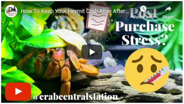 How To Keep Your Hermit Crab Alive After Purchase – The P.P.S Method ...