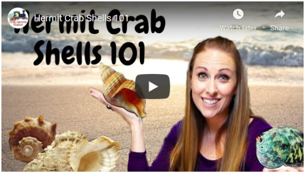 Hermit Crab Shells 101|Crab Central Station – Land Hermit Crab Owners ...
