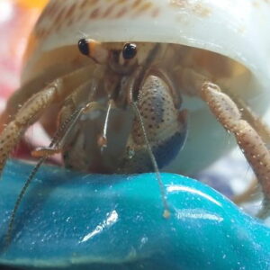 Hermit Crab Captive Breeding Land Hermit Crab Owners Society