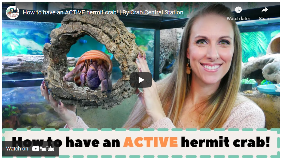 Captive Bred Hermit Crab Adoption Application Land Hermit Crab Owners