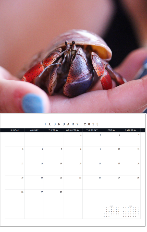 Land Hermit Crab Owners Society – Good Friends in a Pinch